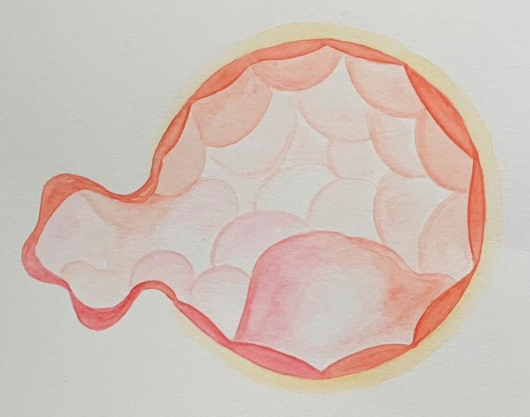 The Good, The Bad, The Baby Maker - Embryo Quality Guide